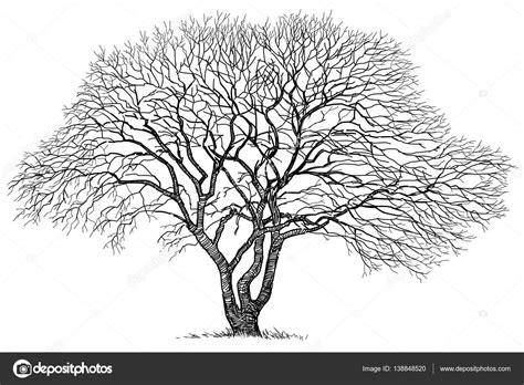 Oak Tree Without Leaves Drawing
