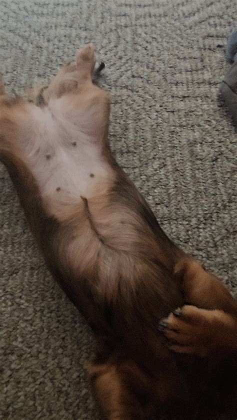 Wrong Passkey To Unlock The Ball Rdachshund