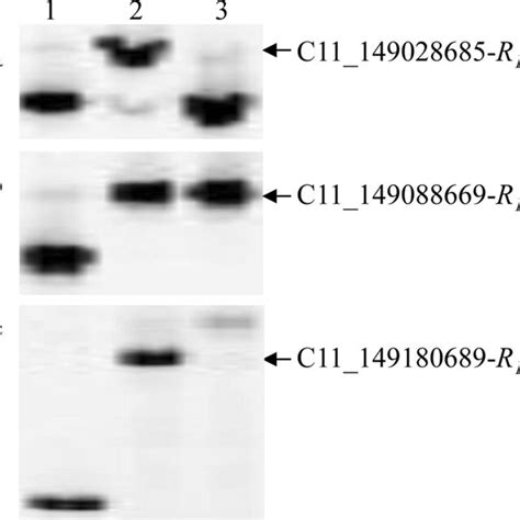Polymerase Chain Reaction Pcr Amplification Pattern Of Download