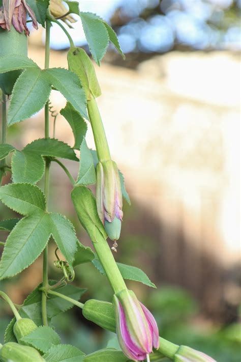 How To Grow The Prolific Banana Passionfruit In Your Garden Hydrangea