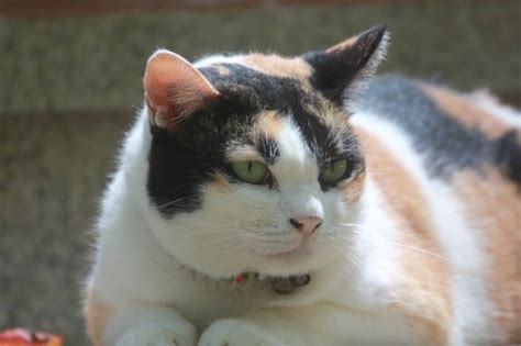 Infiammazione Dei Linfonodi Nel Gatto Sintomi E Cause Della Linfoadenopatia
