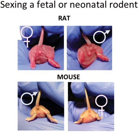 Incorporating Sex As A Variable In Preclinical Neuropsychiatric Research Abstract Europe PMC