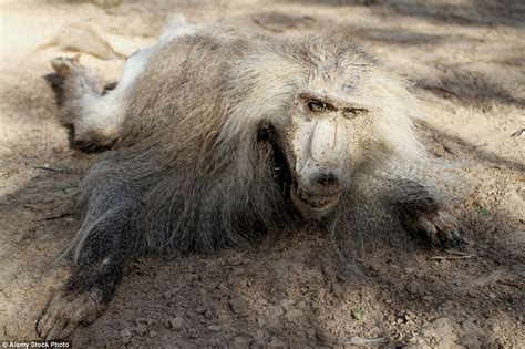 Starved To Death And Left To Mummify In The Worlds Worst Zoo In Gaza