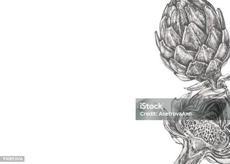벡터 손 흰색 바탕에 아 티 초 크 그림을 그려 배너에 대 한 배경입니다 화장품과 의료 식물 가 게 메뉴 카페 레스토랑 포스터 배너에 사용할 수 있습니다 0명에 대한 스톡