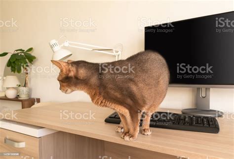 집에서 Abyssinian 고양이 작업 테이블에 서있는 푸른 심연의 고양이의 초상화를 닫으십시오 예쁜 고양이 흰색 배경 가정