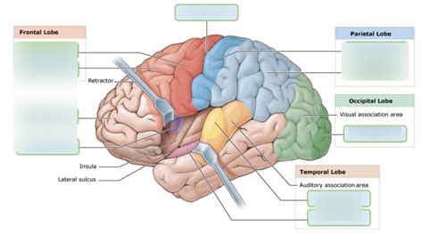Brain Labeling 3 Diagram Quizlet