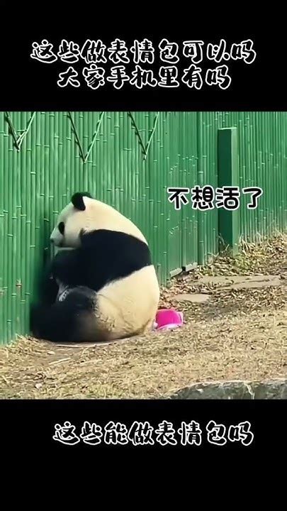 大家手机里有熊猫表情包吗？熊猫界顶流 来这吸熊猫 Youtube