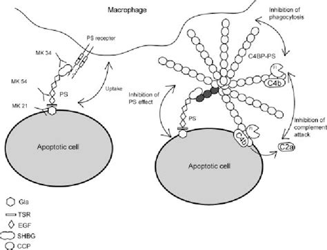 Figure 2 From The C4b Binding Protein Protein S Complex Inhibits The