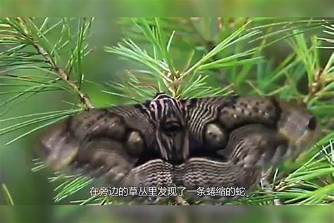 男子上山采山货，发现了“蜷缩的一条蛇”，凑近看后马上就跑