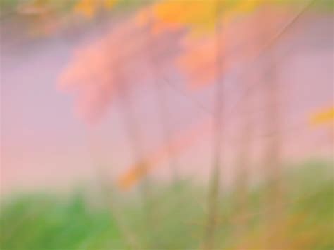 Premium Photo Close Up Of Grass On Field Against Sky At Sunset