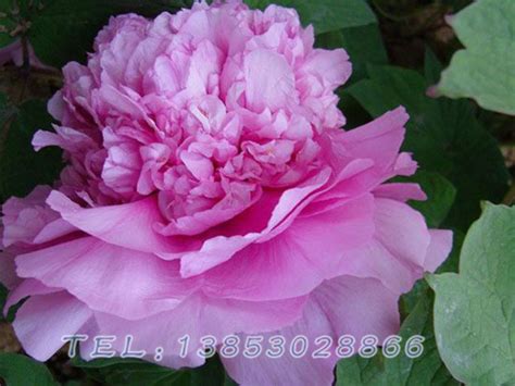 产品中心 菏泽中原牡丹开发有限公司