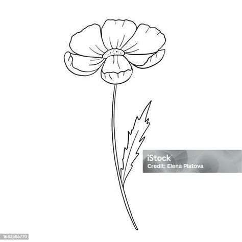 손으로 그린 꽃 데이지 벡터 윤곽선 스케치 색칠하기 책을 위해 흰색 배경에 분리된 라인 아트 낙서 0명에 대한 스톡 벡터 아트 및 기타 이미지 Istock