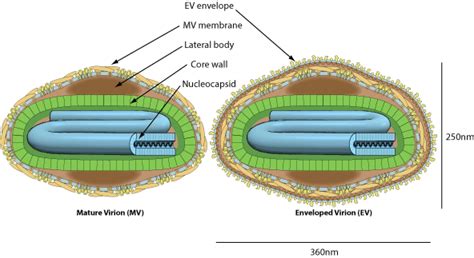 Pox Virus Structure