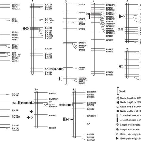 Locations Of Qtls Controlling Rice Grain Size And Weight Detected In