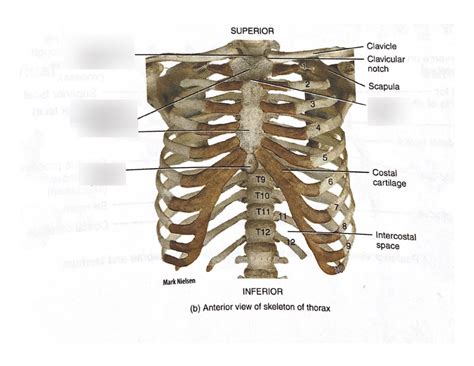 Lab Axial Skeleton Sternum Diagram Quizlet