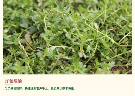 鹅吃什么草最好图片鹅喜欢吃什么草图片鹅最喜欢吃的草图片第14页大山谷图库