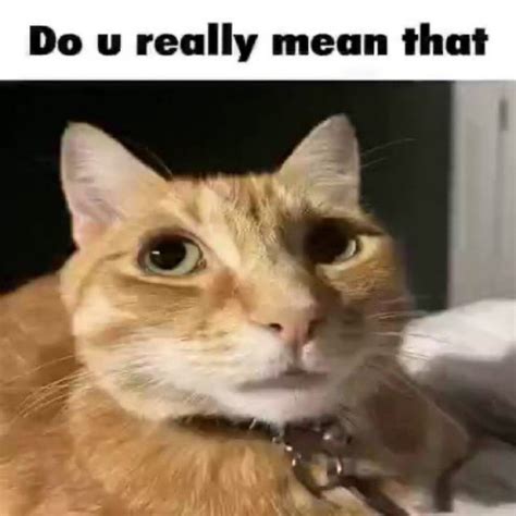 D D Do You Pwookie Bwear In 2023 Silly Cats Pretty Cats