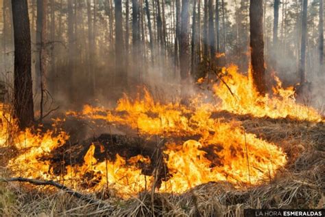 ¿cómo Prevenir Incendios Forestales Diario La Hora
