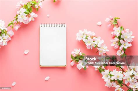 인사말 메시지에 대 한 메모장 공간 분홍색 배경에 벚꽃 개화 봄과 어머니의 날의 개념 봄의 아름 다운 섬세 한 핑크 체리 꽃 0