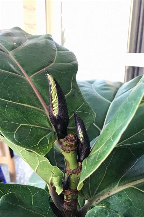 Three Ways To Encourage A Fiddle Leaf Fig To Branch Pruning Notching