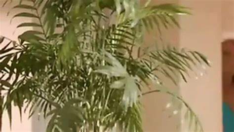 Brenda James 2024 Kostenlose Pornostar Videos Xhamster