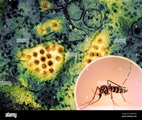 Aedes Mosquito And A Transmission Electron Micrograph Of Dengue Virus Particles Aedes
