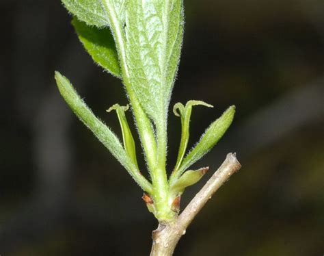 Eucommia Ulmoides Eucommiaceae Image 31670 At