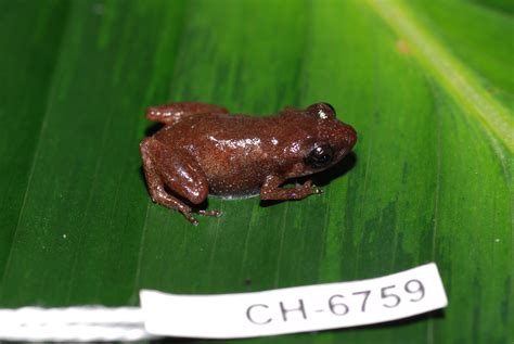 Smithsonian Tropical Research Institute Digital File Manager