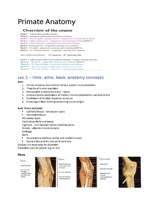 Primate Anatomy Notes Up Till Week 6 Some Lectures Missing Primate Anatomy Lec 1 Intro