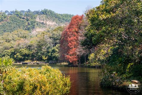 仙湖植物园落羽杉图片浏览 仙湖植物园落羽杉图片下载 酷吧图库