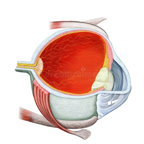 Cross Section Of Human Eye Stock Illustration Illustration Of