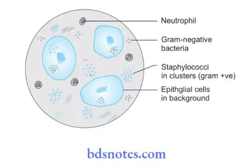 Staphylococcus Question And Answers BDS Notes