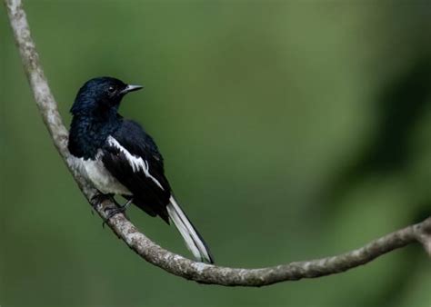 14200 Urraca Fotos Fotografías De Stock Fotos E Imágenes Libres De