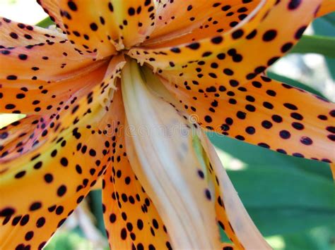 Leopard Lily Orchid In The Shape Of A Star A Romantic Symbol Of Love