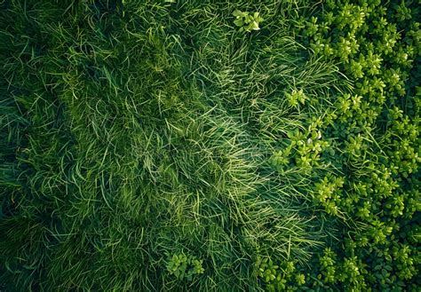 Aerial View Of Lush Green Grass Field Stock Illustration Illustration