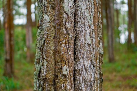 Pine Tree Forest Pine Resin Industry Pine Resin Container Stock