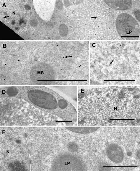 Immunocytochemical Localization Of 1 Pr In Peppermint A Low Download Scientific Diagram