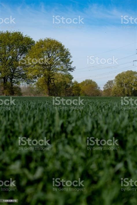 遠くの背景に木々がある緑の草の表面の垂直ショット カラー画像のストックフォトや画像を多数ご用意 カラー画像 人物なし 写真