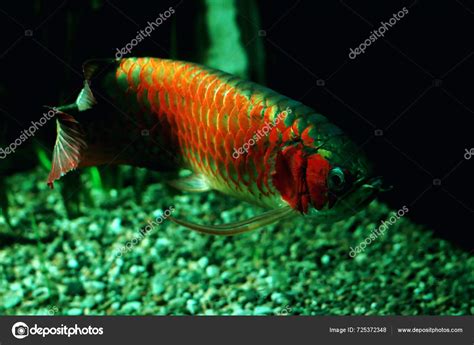Arowana Scleropages Formosus Red Siluk Species Freshwater Fish Which