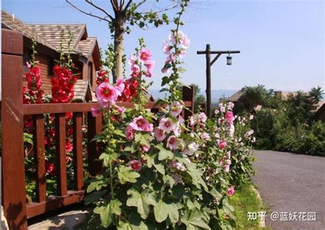 蓝妖揭秘蜀葵的种植方法诀窍做好这5点越开越多 知乎