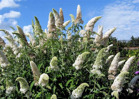 50 White Butterfly Bush Buddleia Davidii Flower Seeds Seedville Usa