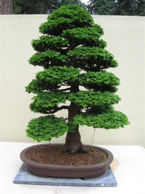 Pin On Bonsai
