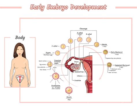 Premium Vector Early Embryo Development
