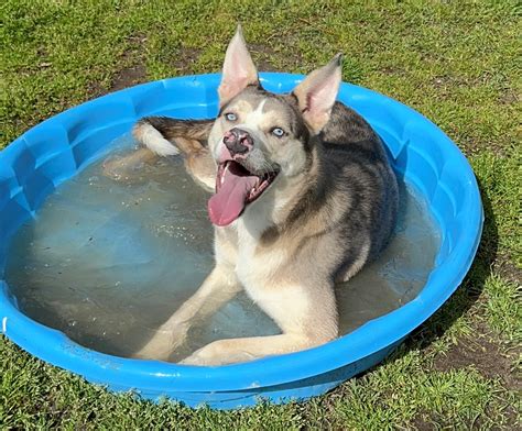 Coc Aid A298996 Pistachio Age 3y Sex Neutered Male Weight 62lb