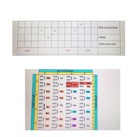 Solved Complete The Following Table Assuming That The DNA Chegg