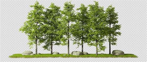 Premium PSD Tree On Transparent Background Psd Design