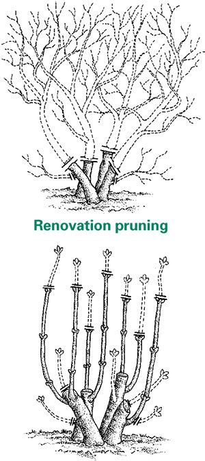 Fs1221 Pruning Flowering Shrubs Rutgers Njaes