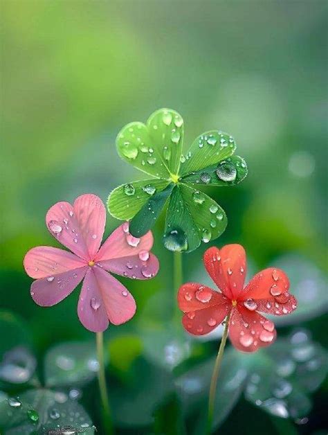 幸运四叶草🍀，见者好运！ 四叶草 好运 新浪新闻