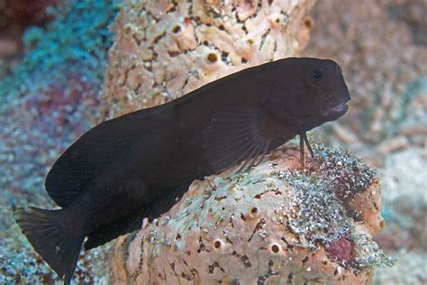 Blennies And Goat Fish Exotic Marine Limited