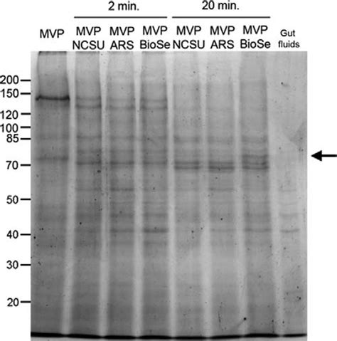 Proteolysis Of Cry1ac Protoxin Solubilized From Mvp When Incubated In